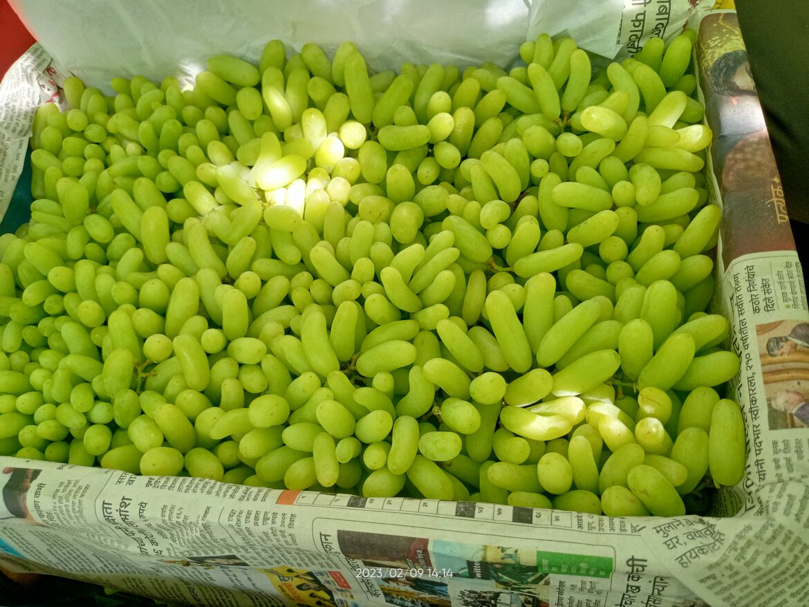 Fresh Table Grapes - Yash Draksh Nagari